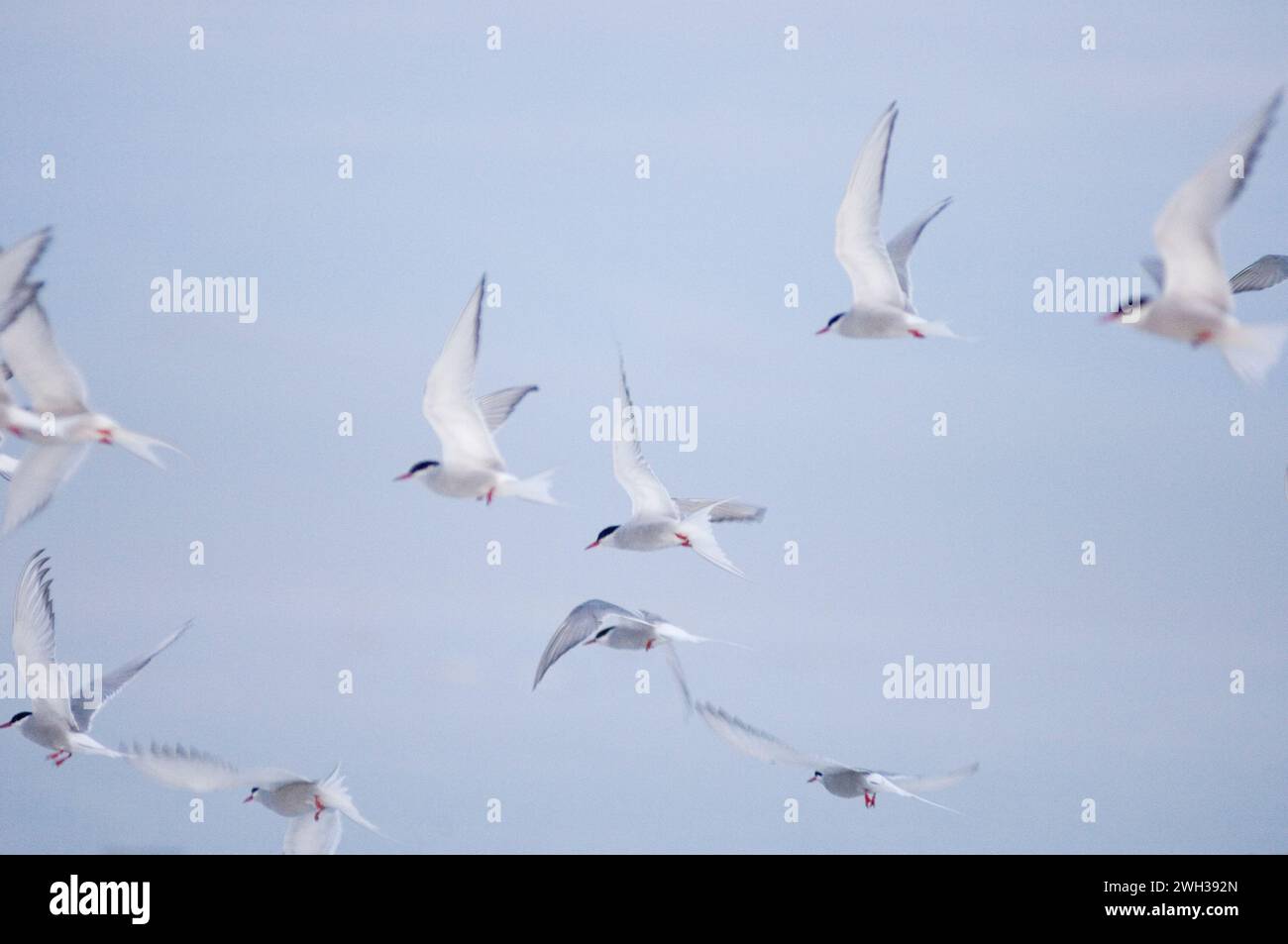 Arctic tern Sterna paradisaea in the beaufort sea around packice off ...