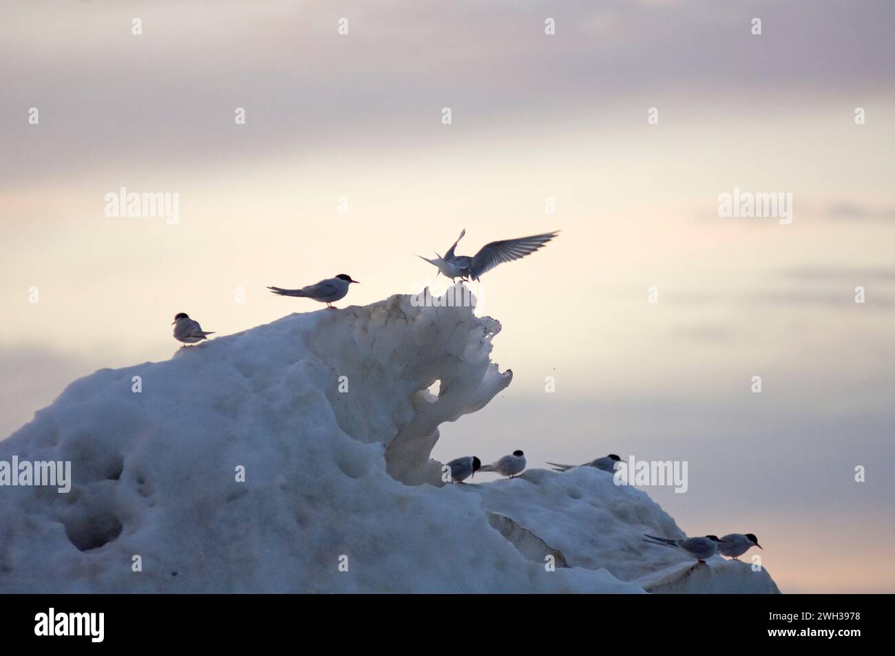 Arctic tern Sterna paradisaea in the beaufort sea around packice off ...