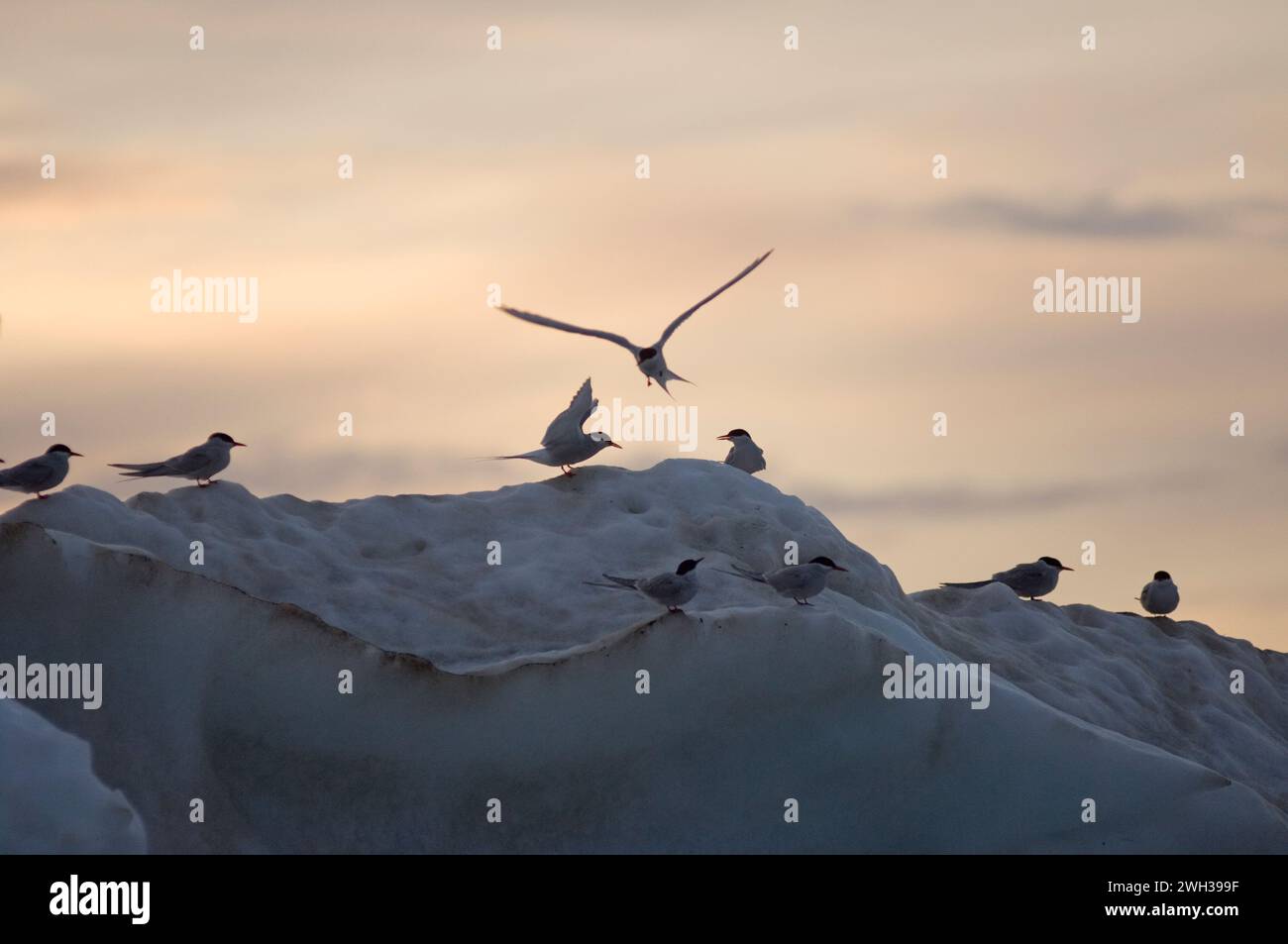 Arctic tern Sterna paradisaea in the beaufort sea around packice off ...