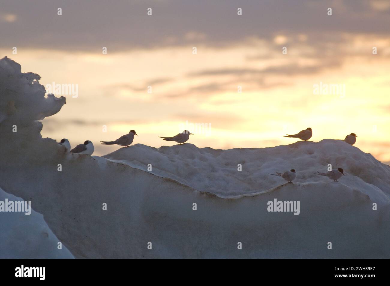 Arctic tern Sterna paradisaea in the beaufort sea around packice off ...
