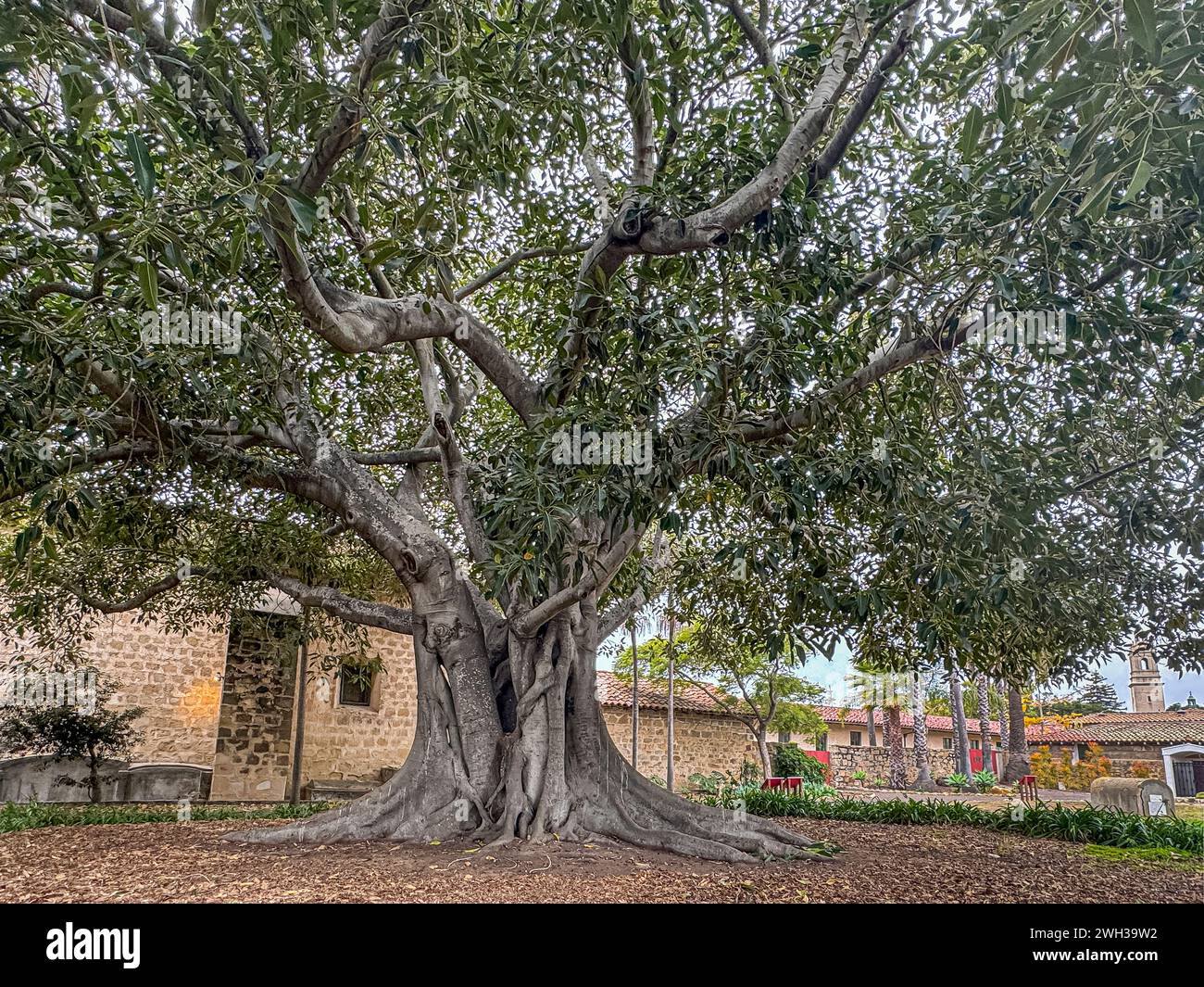 Santa Barbara, CA, USA - December 18, 2023: Giant fig tree on Old ...