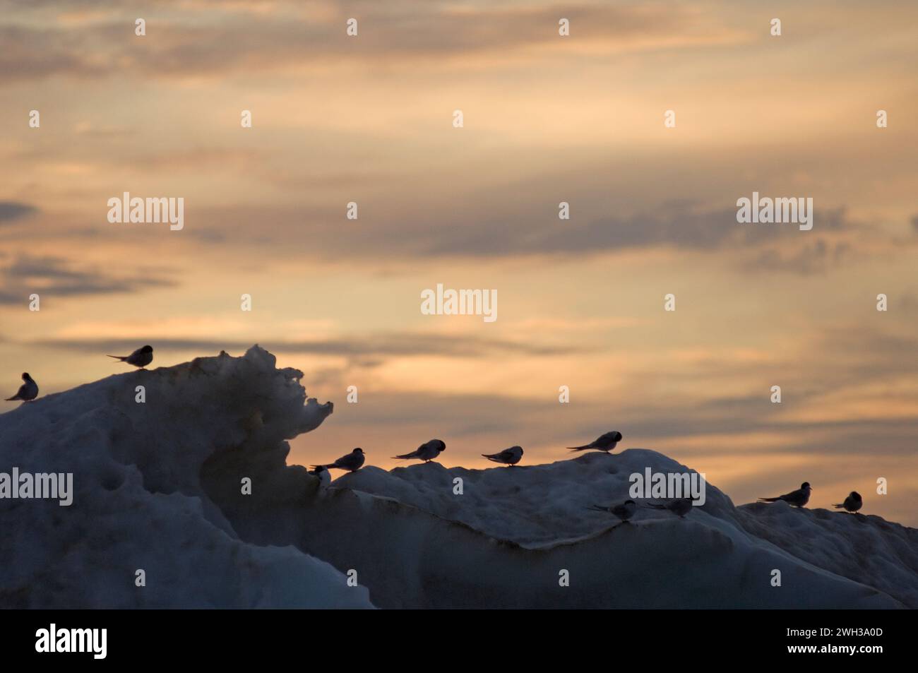 Arctic tern Sterna paradisaea in the beaufort sea around packice off ...