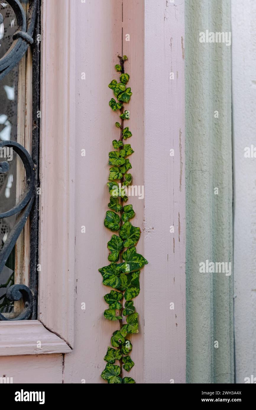 A single ivy vine ascends a charming pastel pink wall beside a window ...