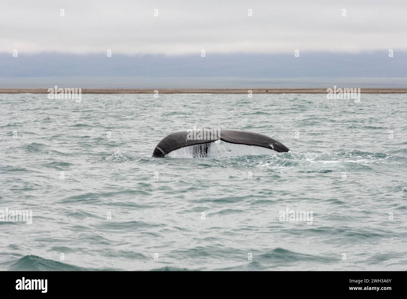 bowhead whale Balaena mysticetus swims Stock Photo - Alamy