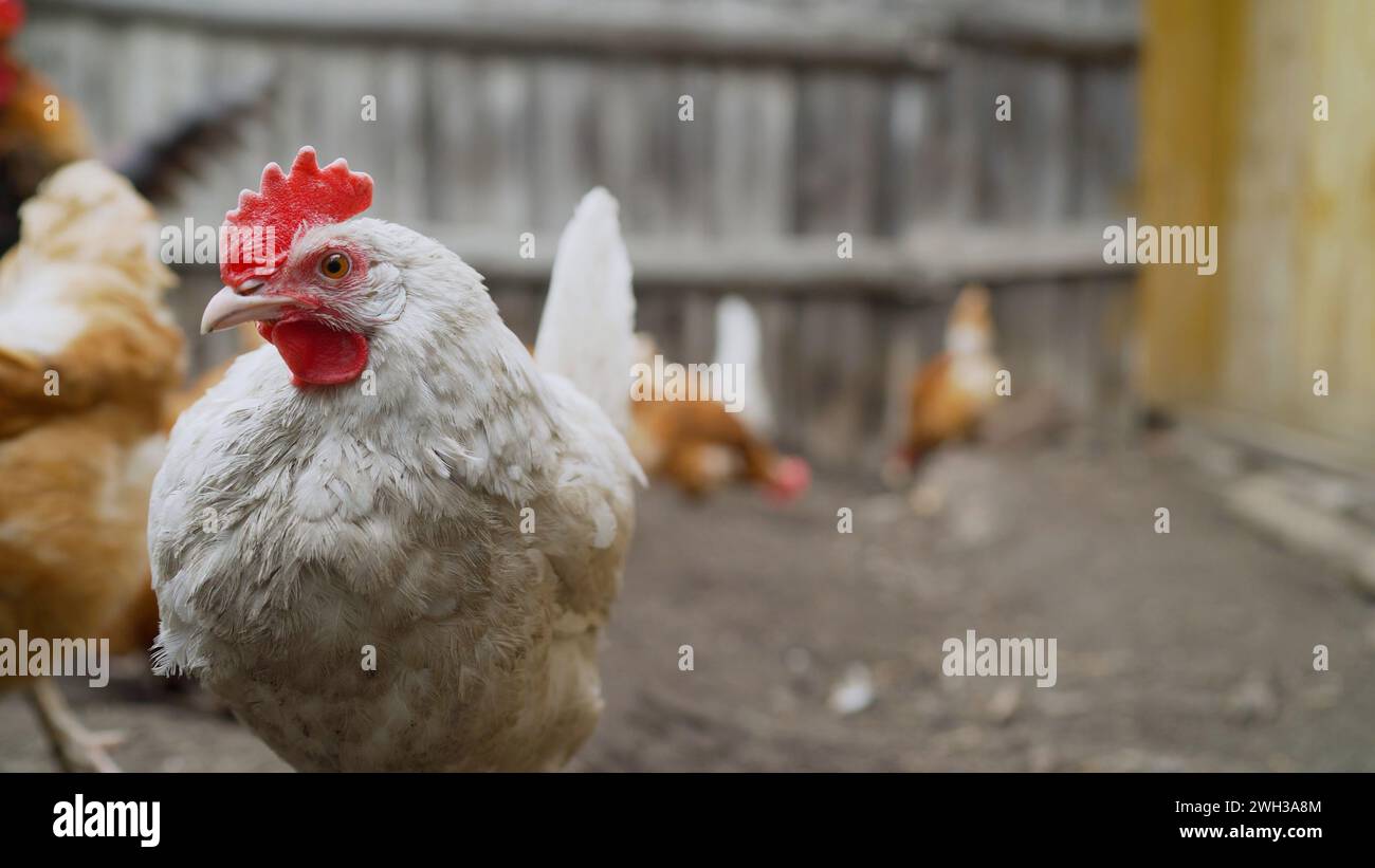 A rooster and a hen digging into the ground in the backyard. Domestic ...