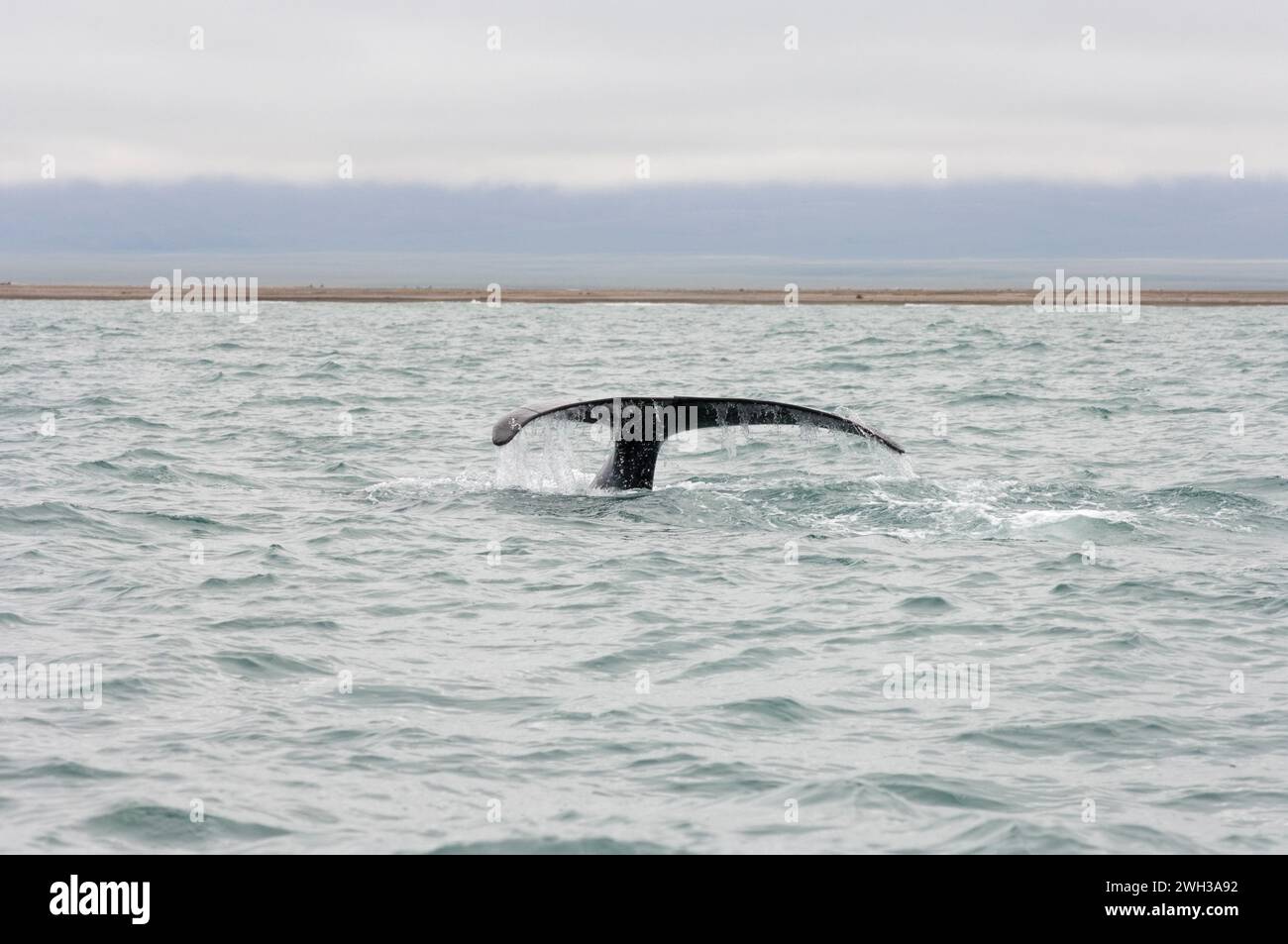 bowhead whale Balaena mysticetus swims Stock Photo - Alamy