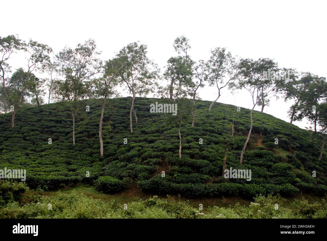 Tea industry of bangladesh hi-res stock photography and images - Alamy