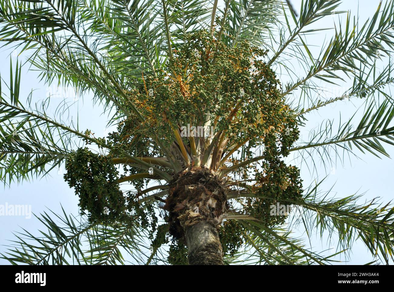 Palmyra palm trees at a garden in rural village in Bangladesh Stock ...
