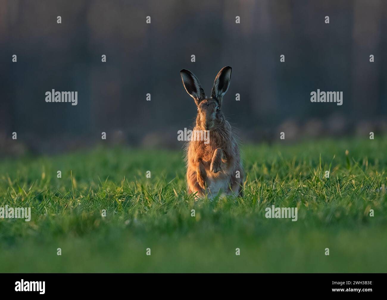 A Brown Hare ( Lepus europaeus) in the golden light standing on his ...