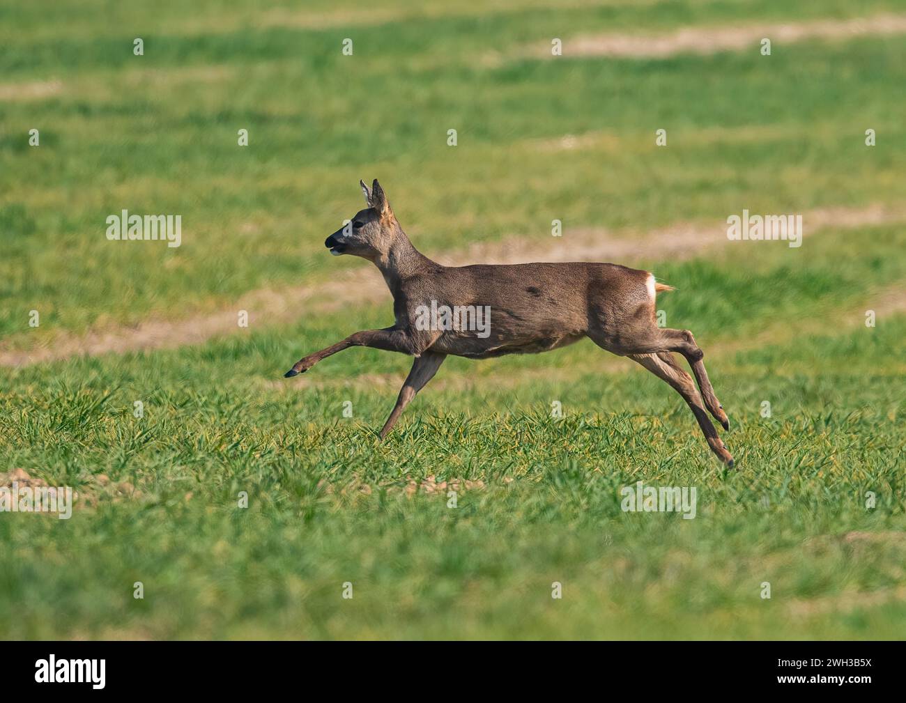 Female roe deer hi-res stock photography and images - Alamy