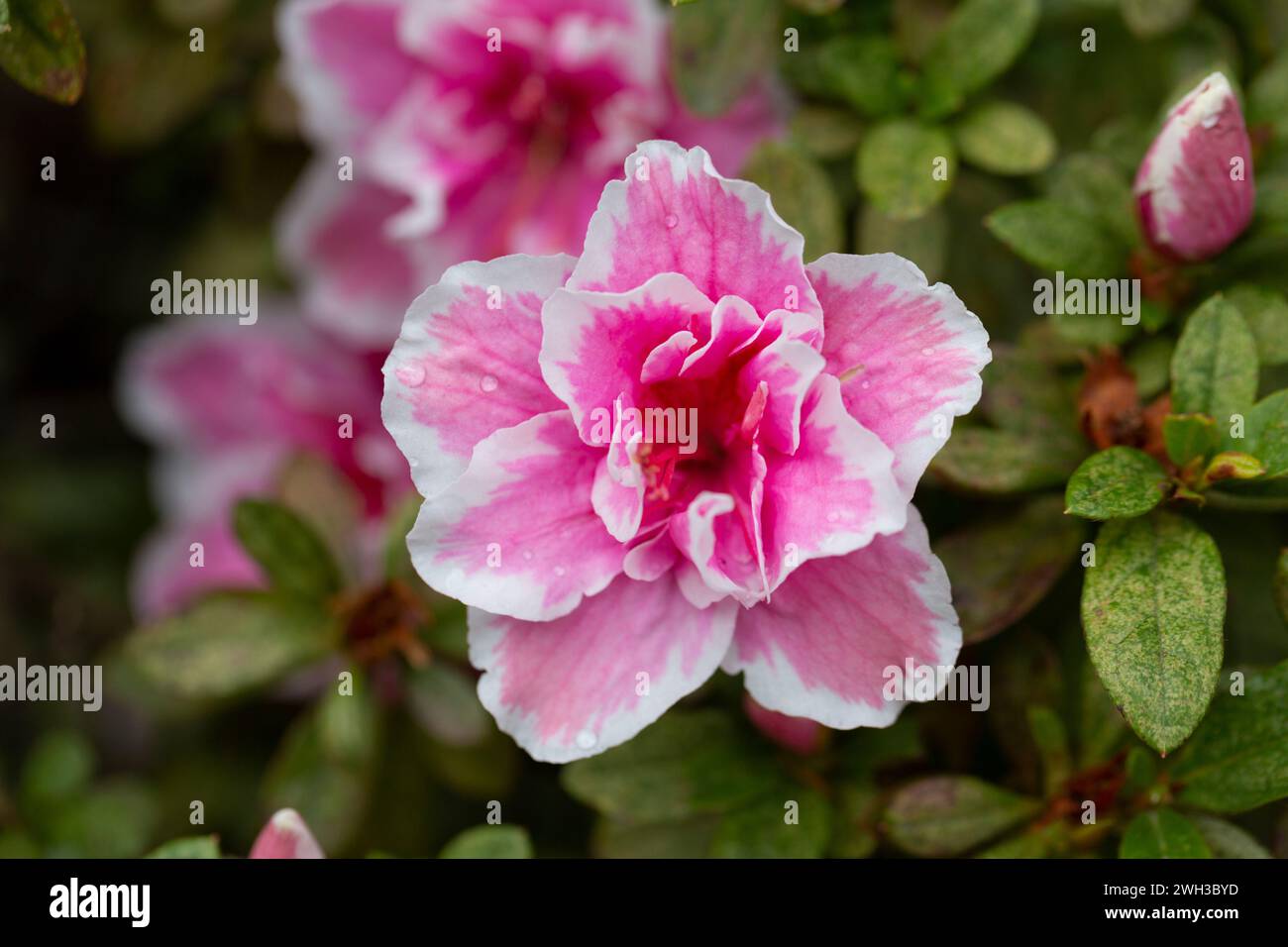 Bright pink Rhododendron hybridum Cheer flowers with leaves in the ...