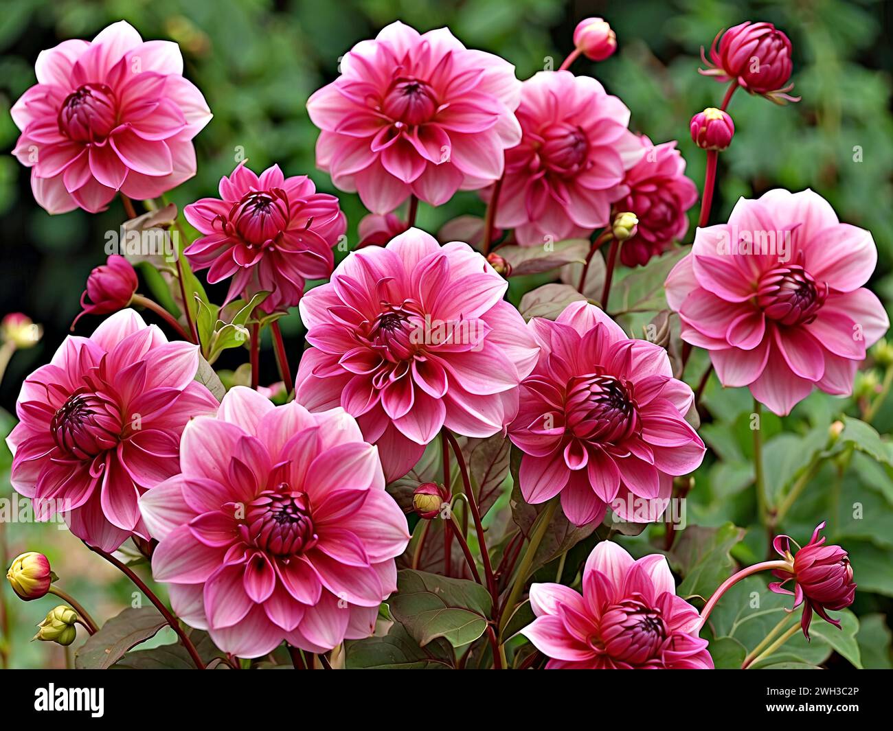 Dahlia hillcrest Stock Vector Images - Alamy
