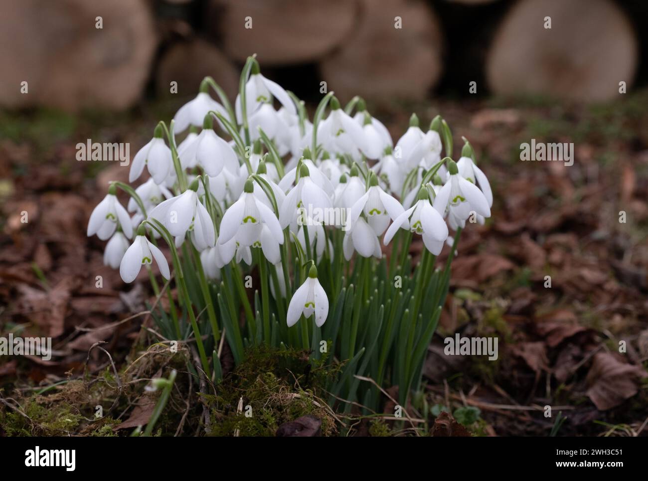 Early spring woodland Snowdrops ( Galanthus ) at Evenly Woods in ...