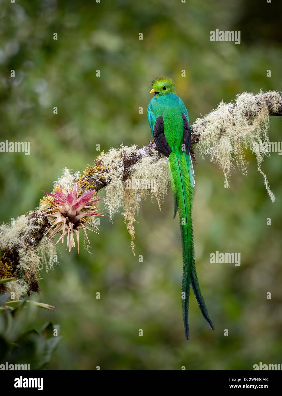 A resplendent quetzal in Costa Rica Stock Photo - Alamy