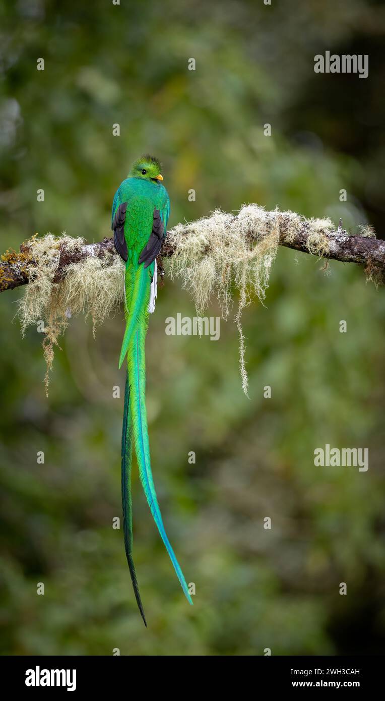 A resplendent quetzal in Costa Rica Stock Photo - Alamy