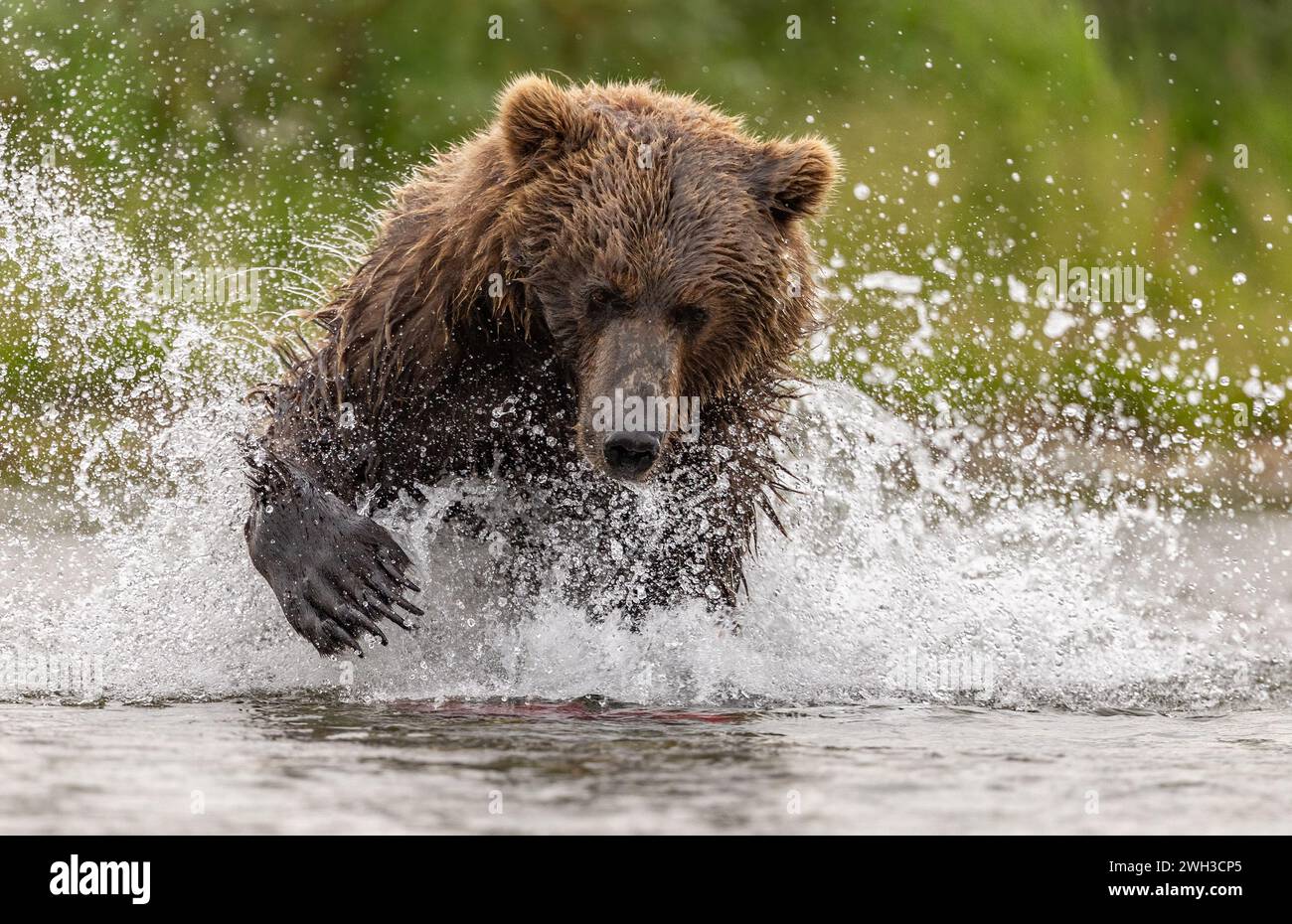 Brown Bear Fishing for Salmon in Alaska Stock Photo - Alamy