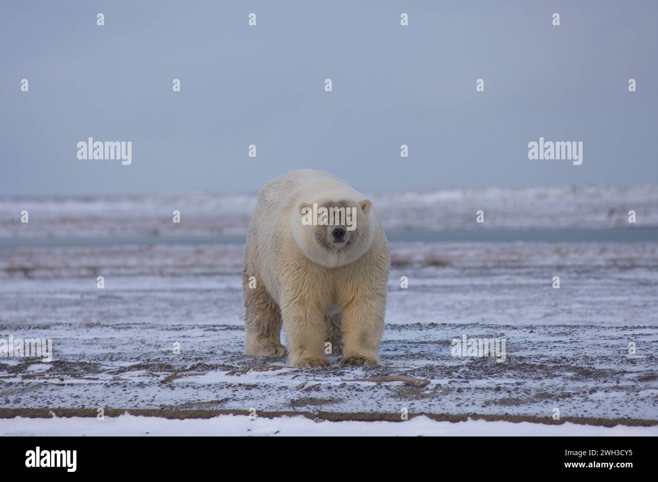 polar bear grizzly bear hybrid , Ursus maritimus, the shape of this ...