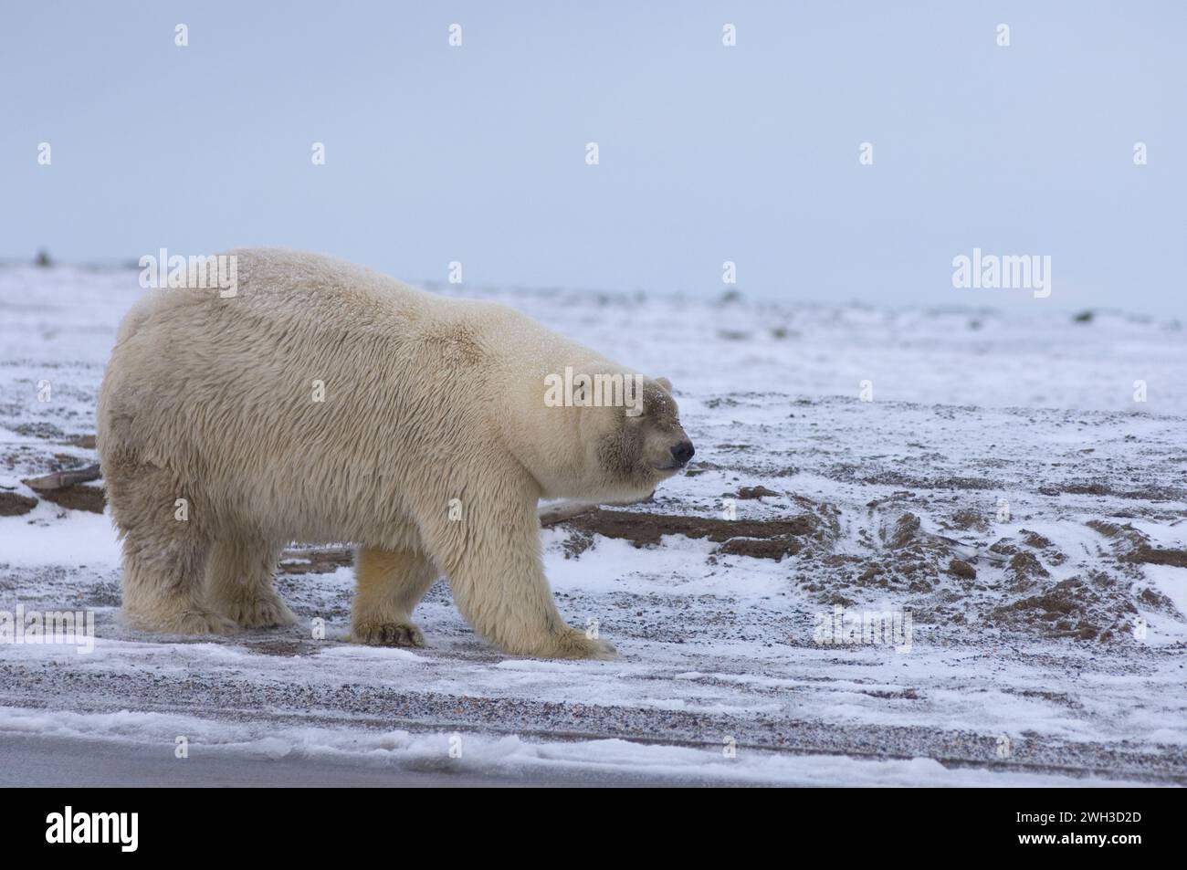 polar bear grizzly bear hybrid , Ursus maritimus, the shape of this ...