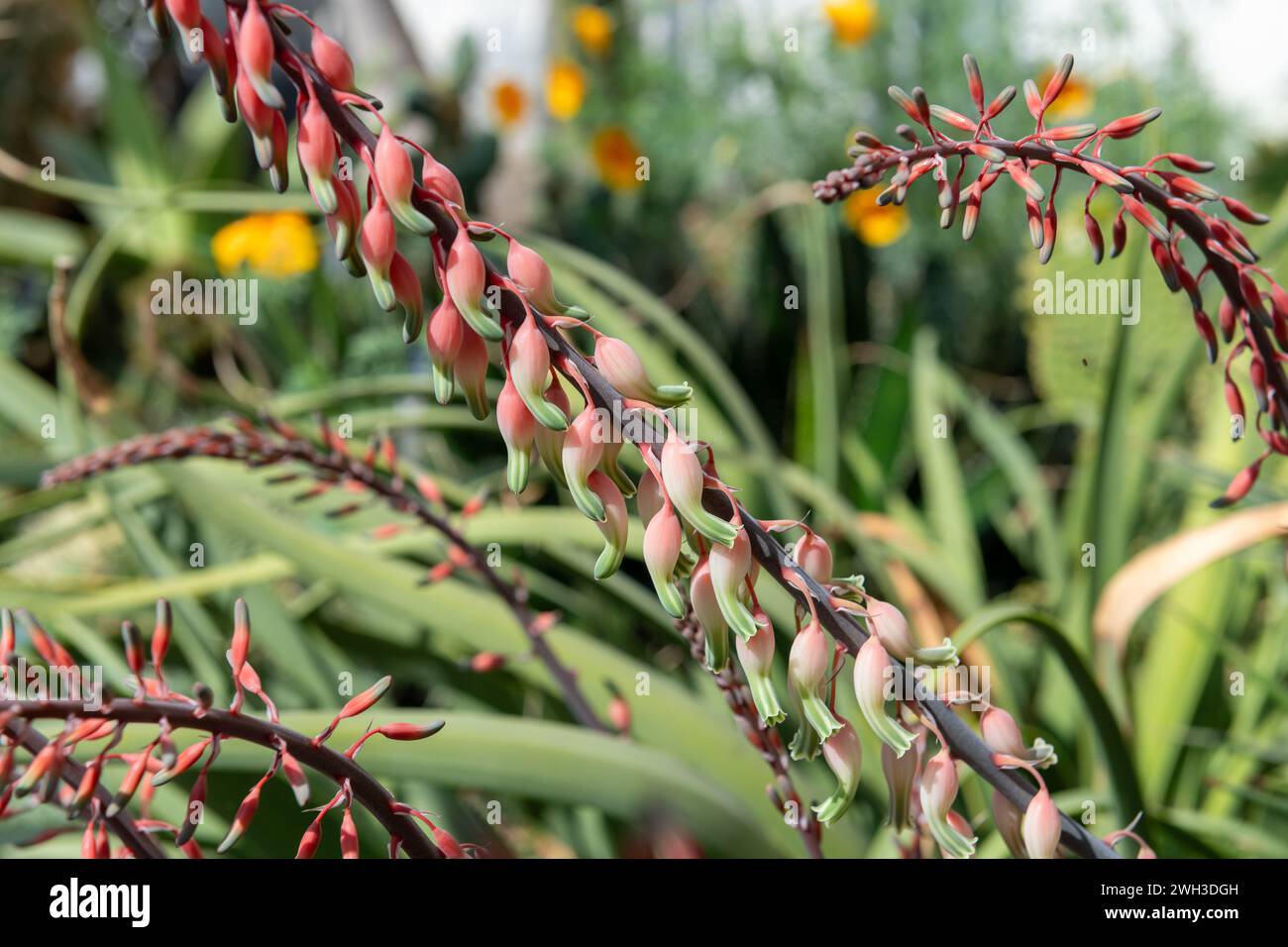 Close up of dune gasteria (gasteria acinacifolia) flowers in bloom ...