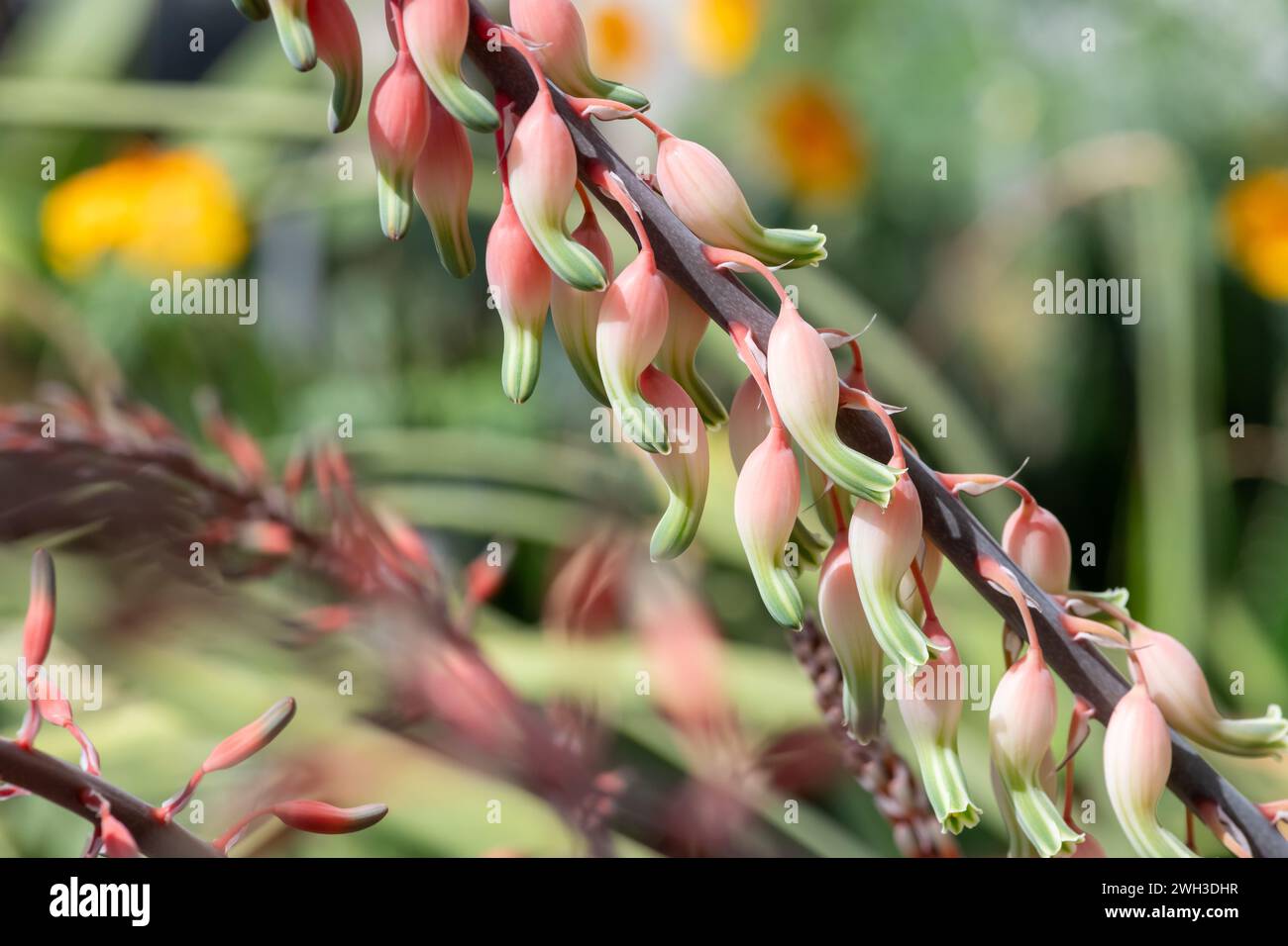 Close up of dune gasteria (gasteria acinacifolia) flowers in bloom ...