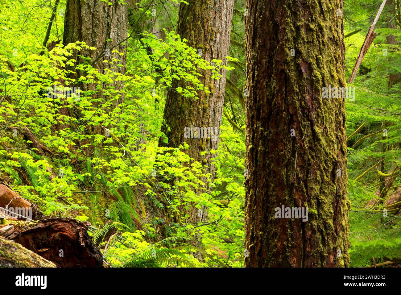 Forest along Yakso Falls Trail, Umpqua National Forest, Oregon Stock ...