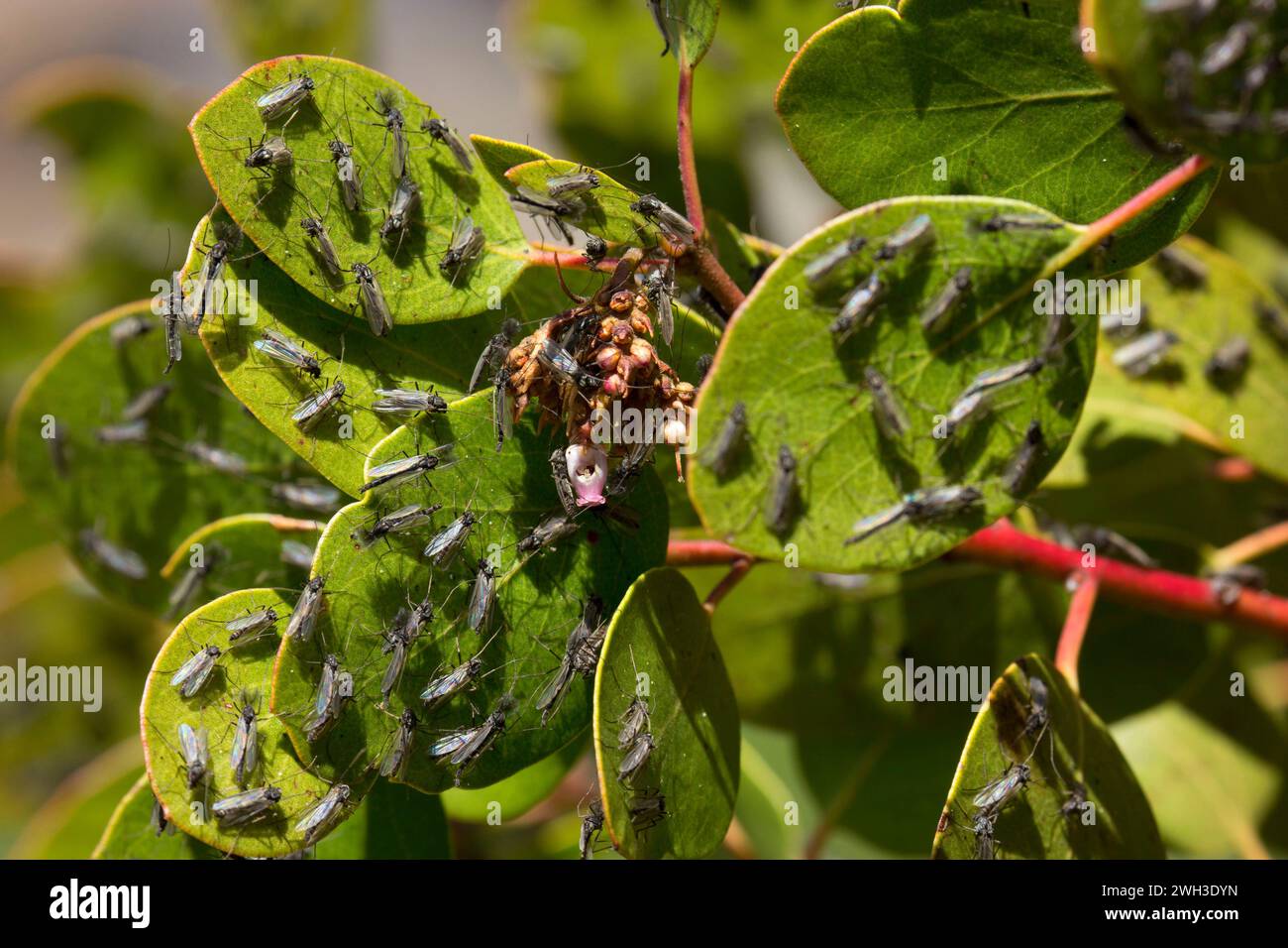 Bug hatch at Diamond Lake, Umpqua National Forest, Rogue-Umpqua ...