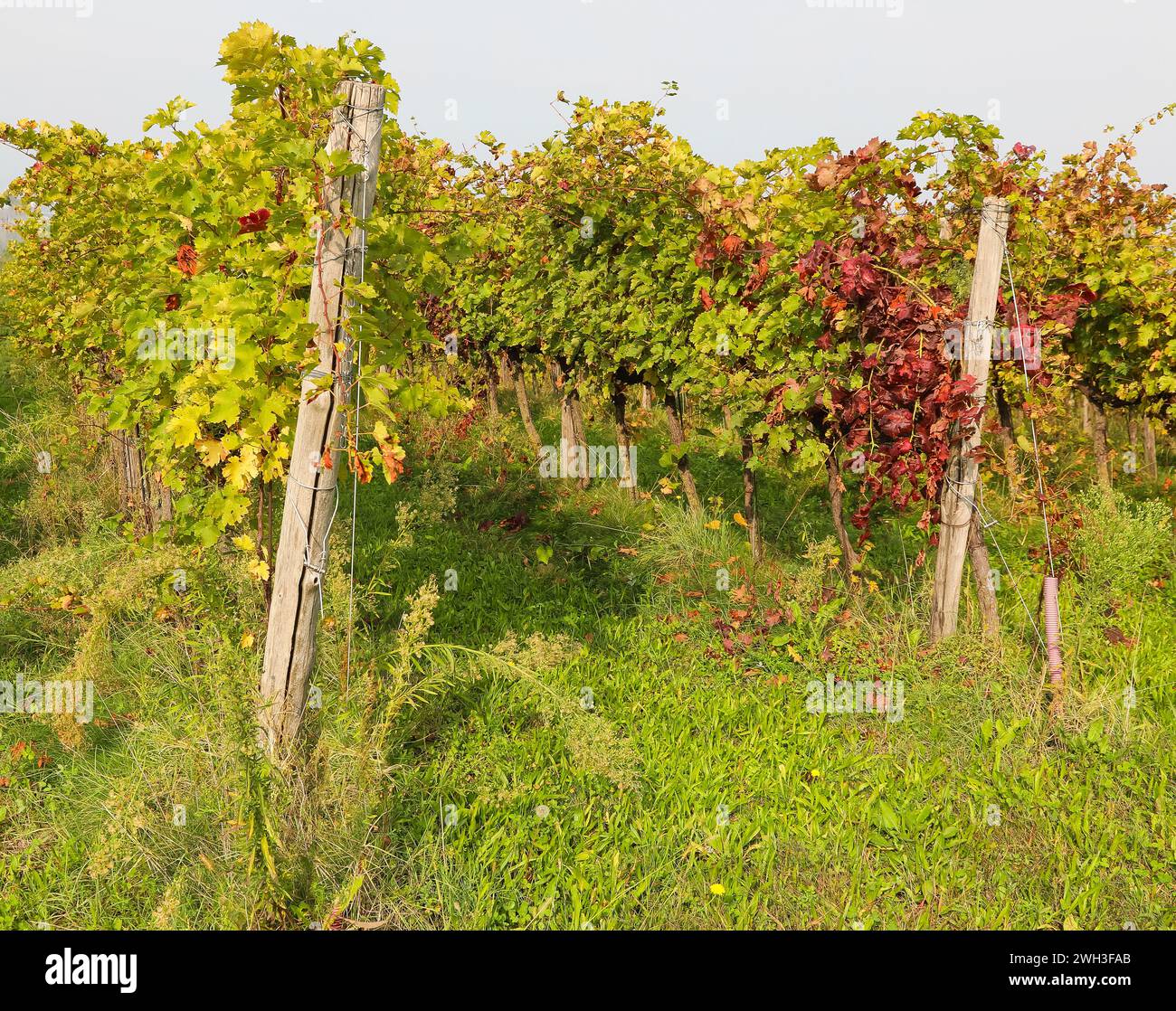 wide vineyard with red leaves of grapevine after the harvest without ...