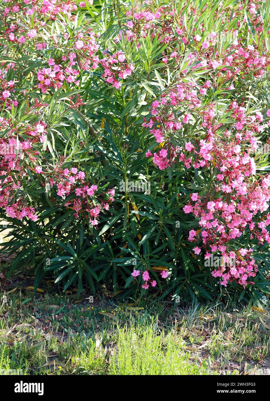 Oleander full flowers in hi-res stock photography and images - Alamy