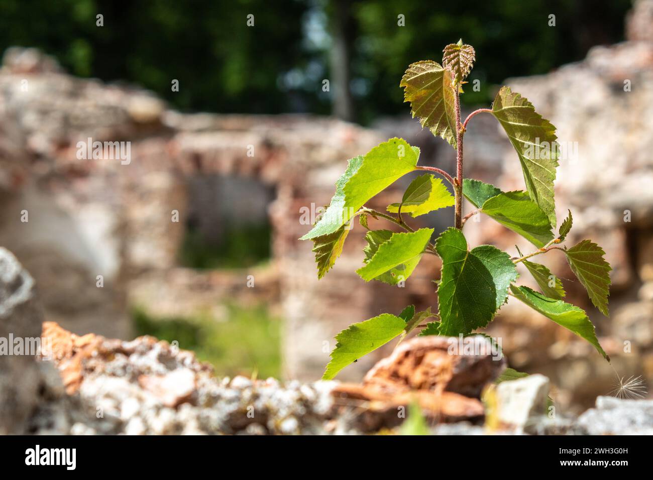Seedling of birch (Betula pendula) growing on top of the old wall Stock ...