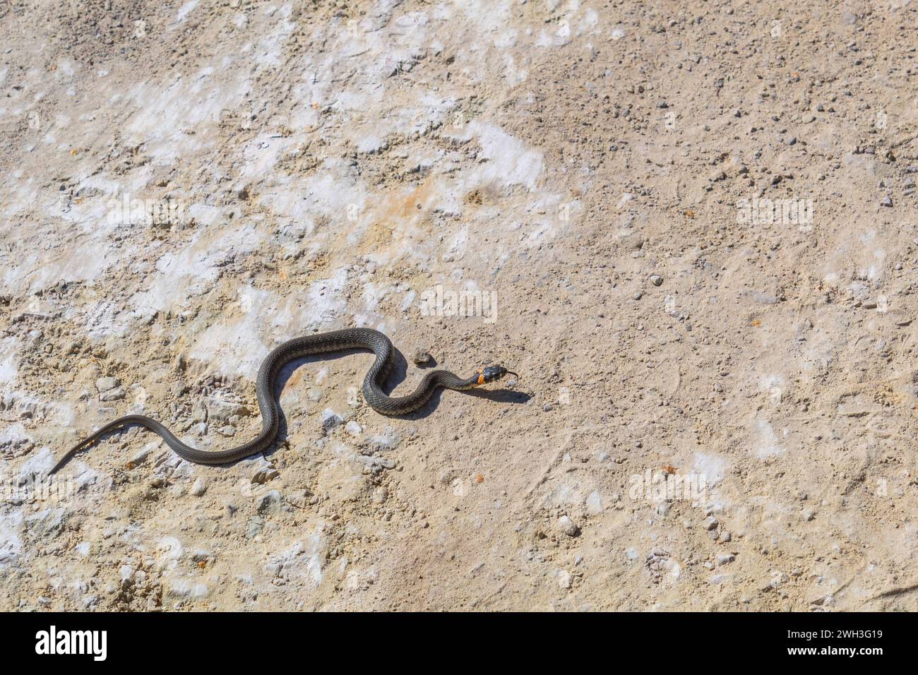 Grass snake (Natrix natrix) crawling along the sandy soil in Lithuania ...