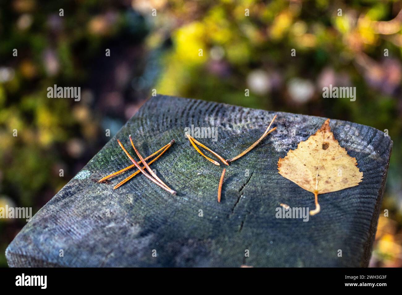 Letters "X", "Y" and leaf formed out of twigs, lying on a wooden block ...