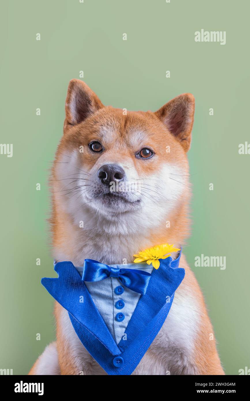 Cute red male Shiba inu dog dressed in a blue tuxedo on a green ...
