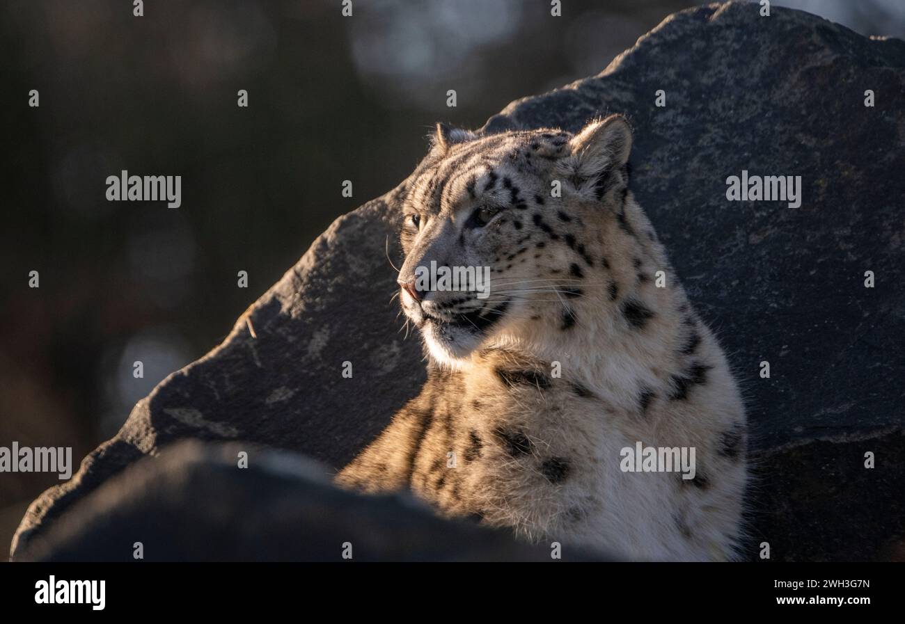 Northumberland Zoo , Northumberland, ENGLAND, UK A Snow Leopards ...