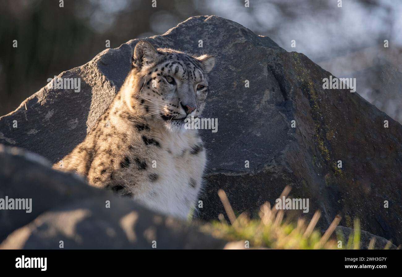 Northumberland Zoo , Northumberland, ENGLAND, UK A Snow Leopards ...