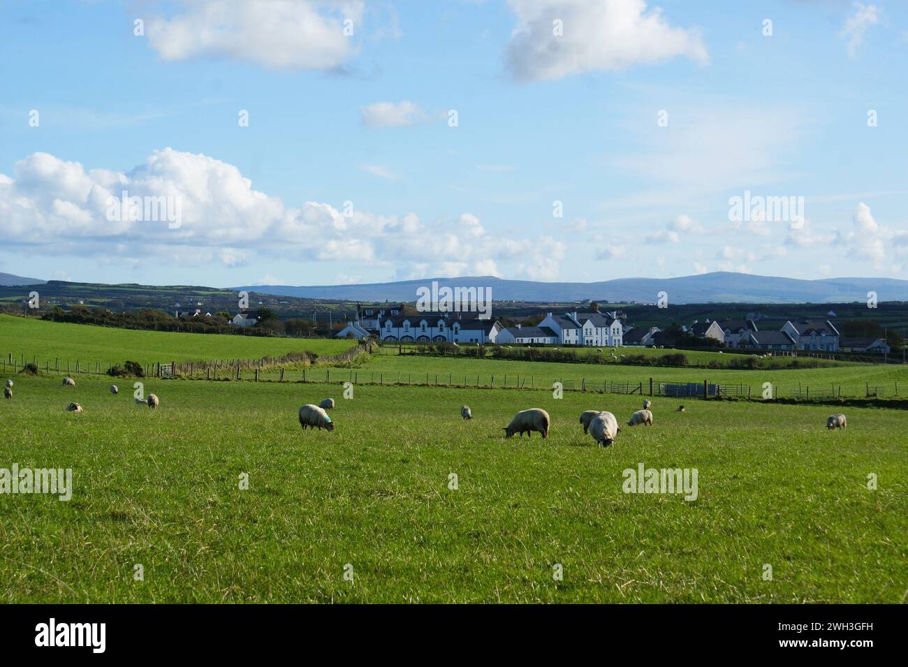 Typical Irish rural landscape: sheep, traditional houses, grasslands ...