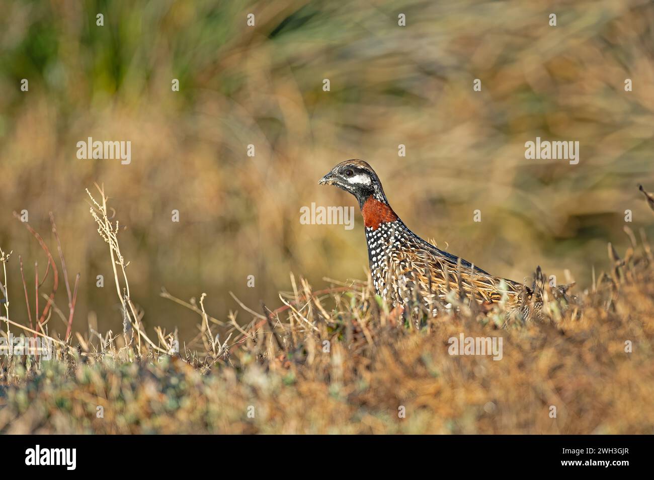 Black Francolin (Francolinus francolinus) feeding among the yellowing ...