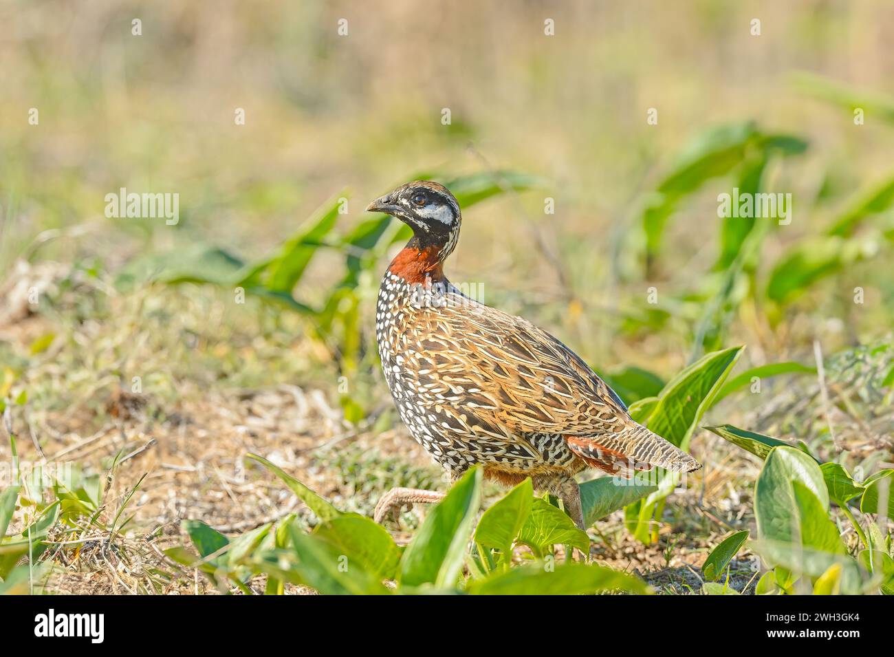 Black Francolin (Francolinus francolinus) walking among green leafy ...