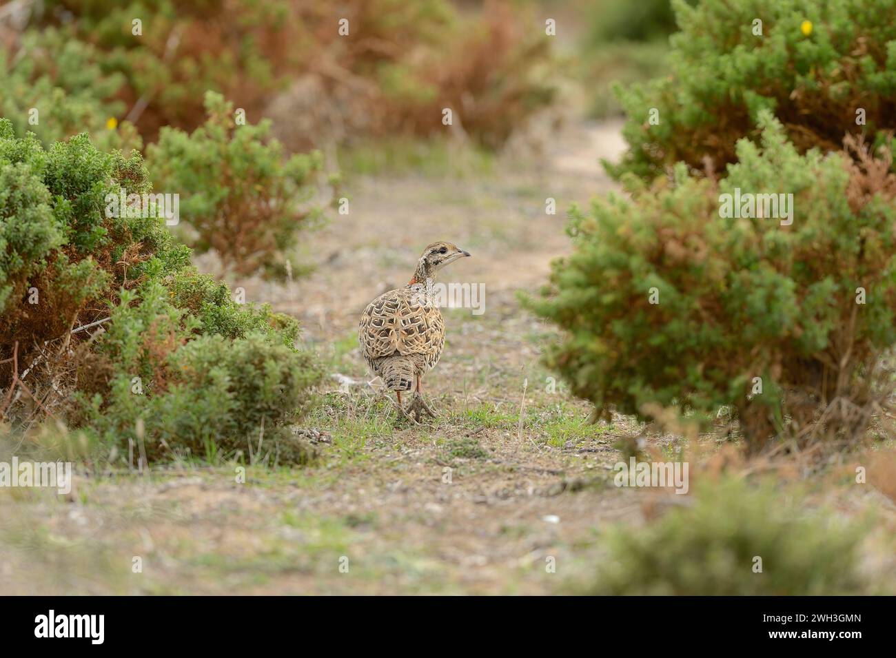 Black Francolin (Francolinus francolinus) walking among the bushes ...
