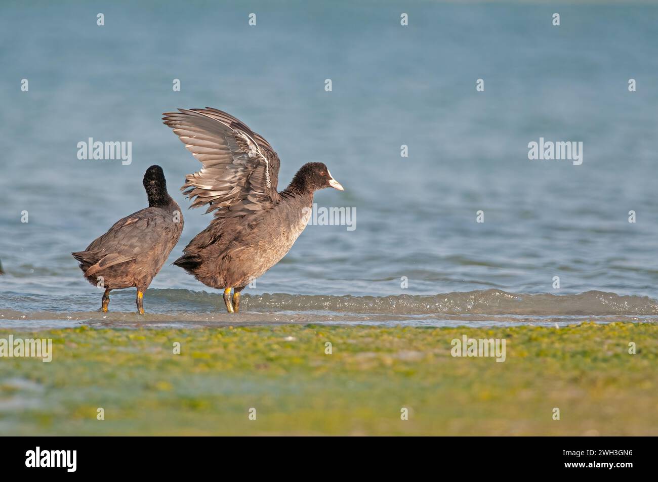 Eurasian Coot, (Fulica atra) drying its feathers by the lake Stock ...