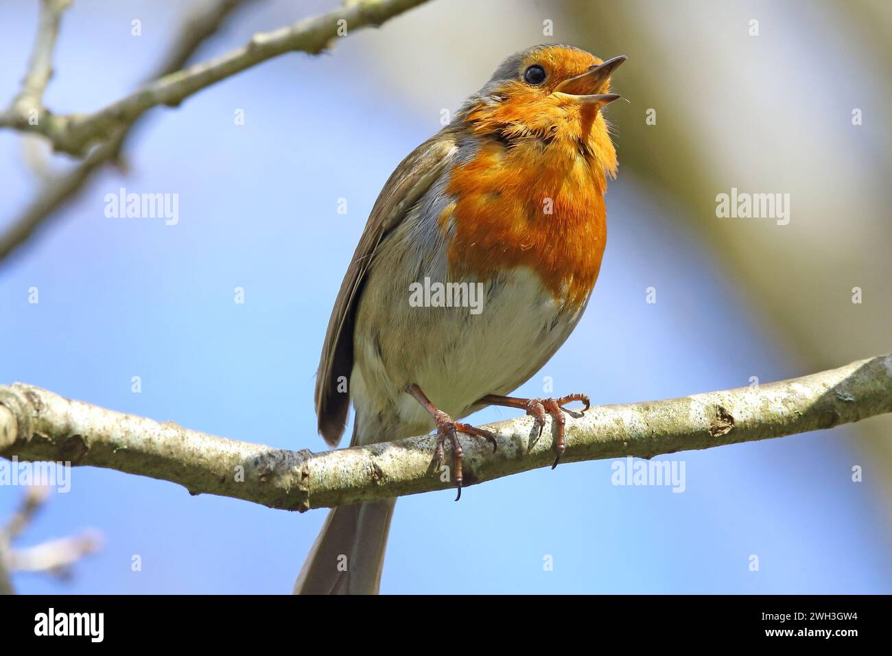 European robin singing from a branch Stock Photo - Alamy