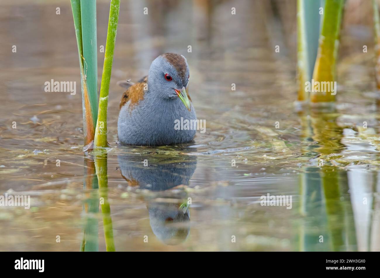 Little Crake (Porzana parva) feeding in the wetland. The reflection of ...