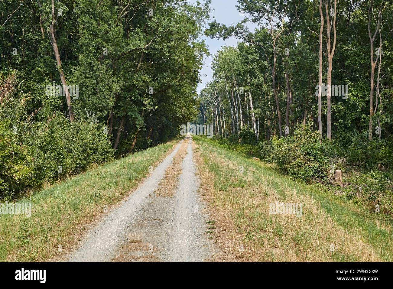 Forest walking route Stock Photo - Alamy