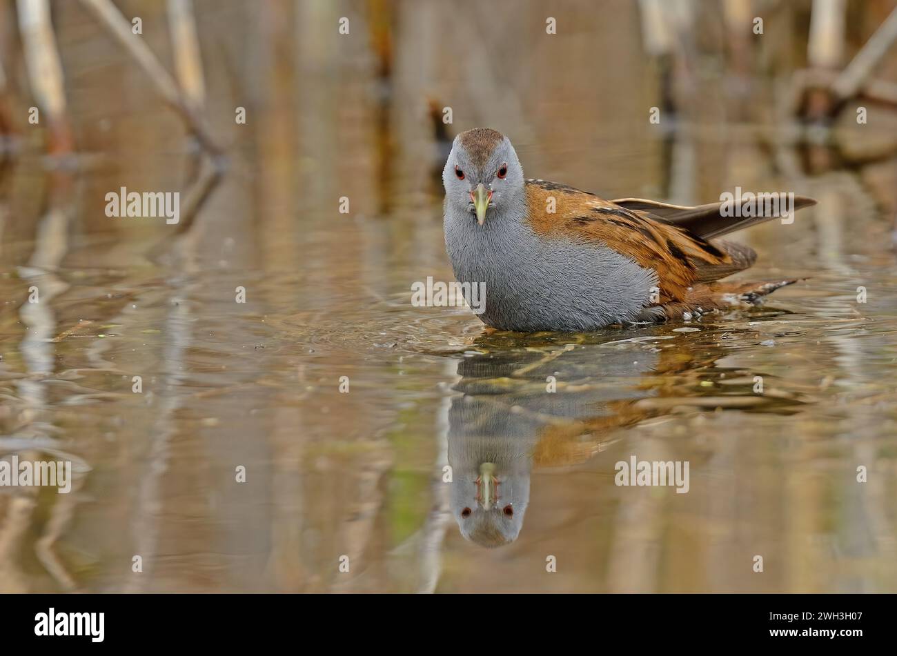 Little Crake (Porzana parva) feeding in the wetland. The reflection of ...