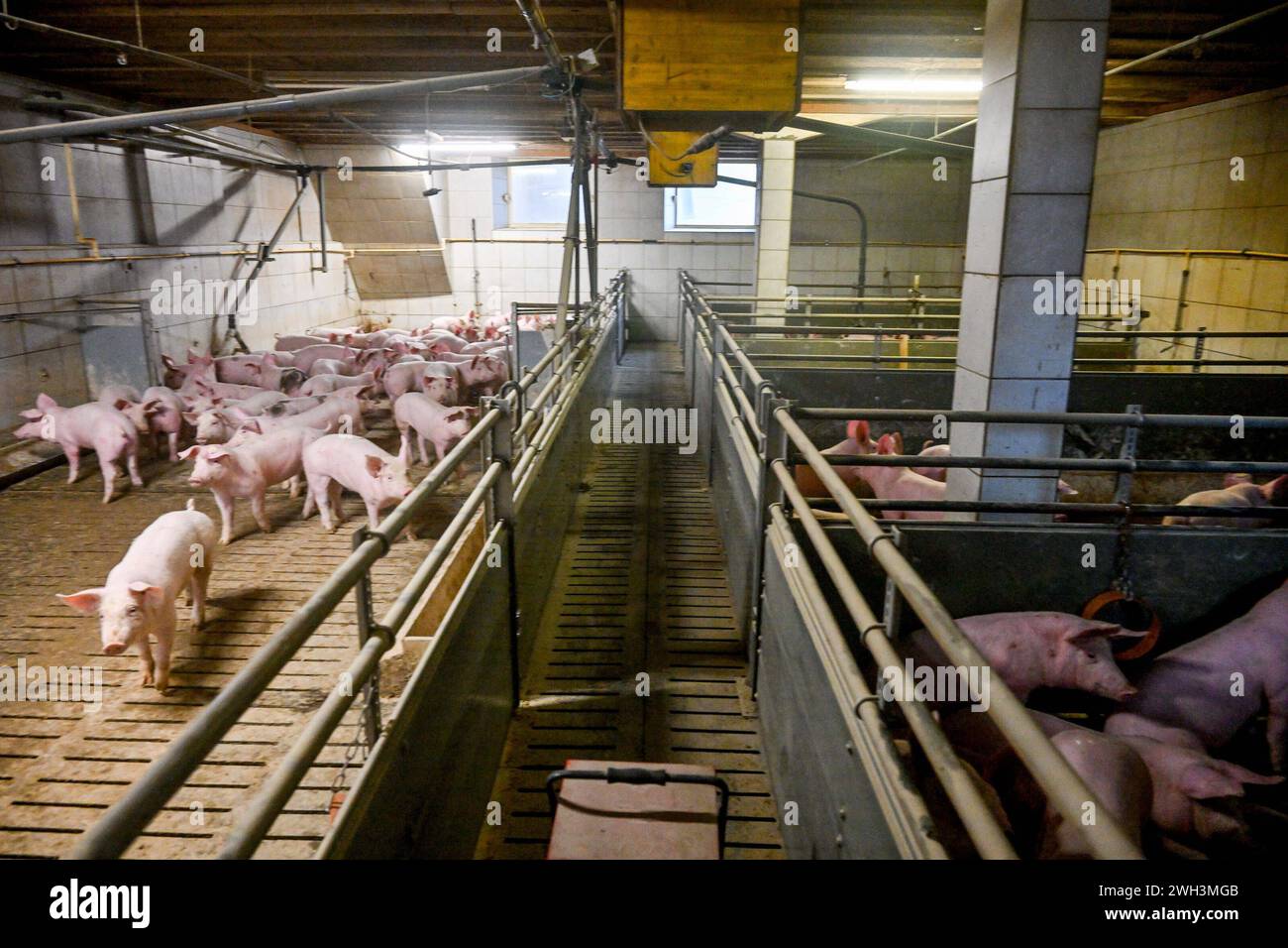 Landwirtschaft, Schweinebauer 07.02.2024, Obernberg am Inn, AUT ...