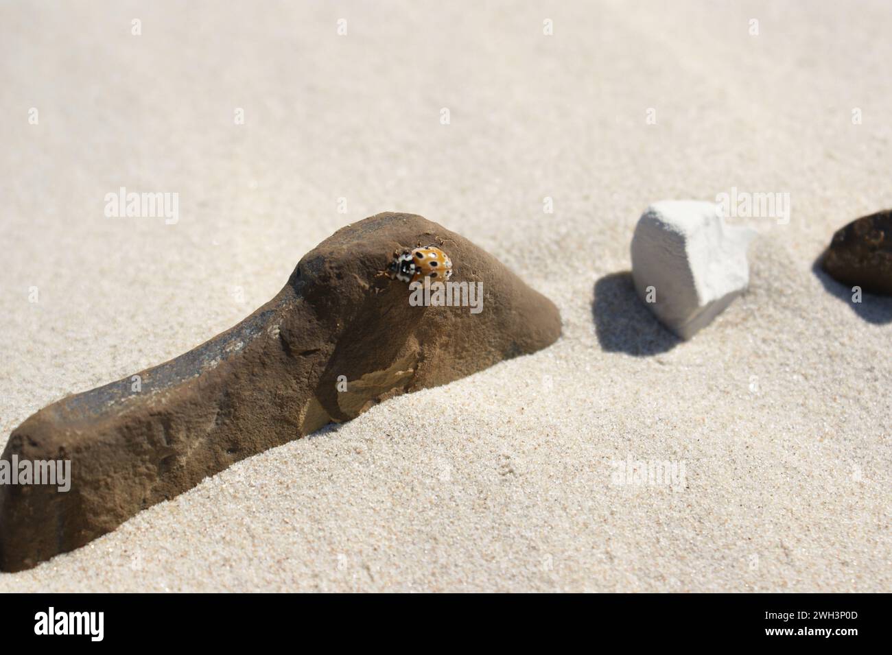 Baltic Sea beach. An insect on a rock on a sandy beach Stock Photo - Alamy