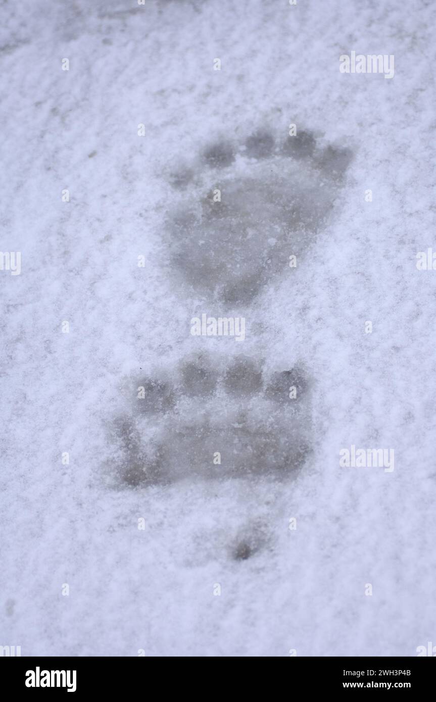 polar bear, Ursus maritimus, cub footprints in snow, off the Arctic ...