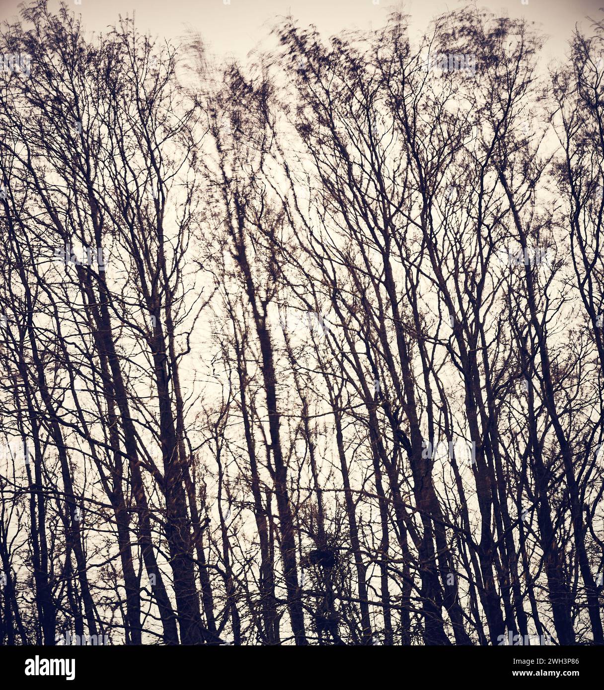 Blowing swaying hi-res stock photography and images - Alamy