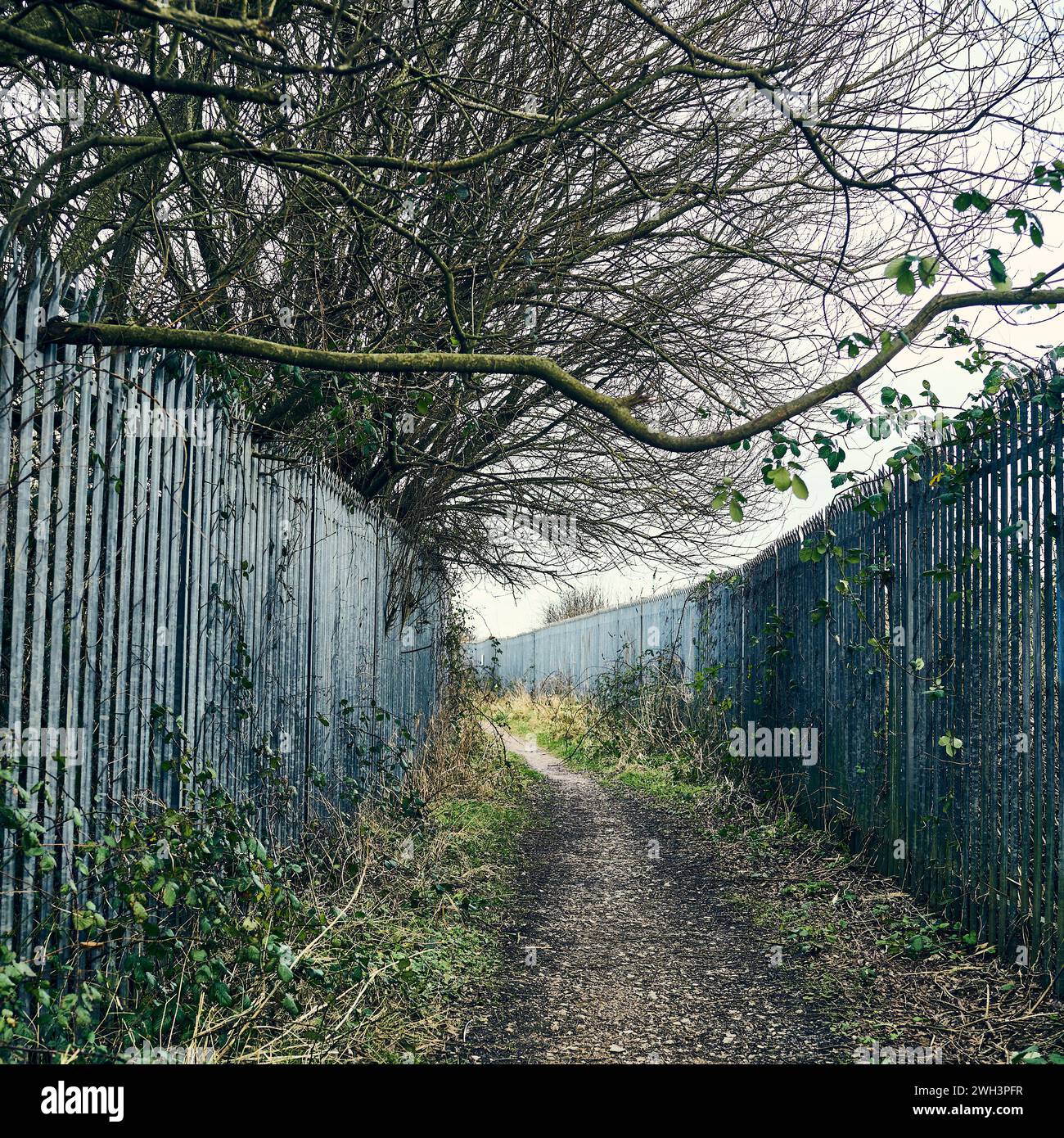 Footpath with over hanging tree branch running between two metal ...