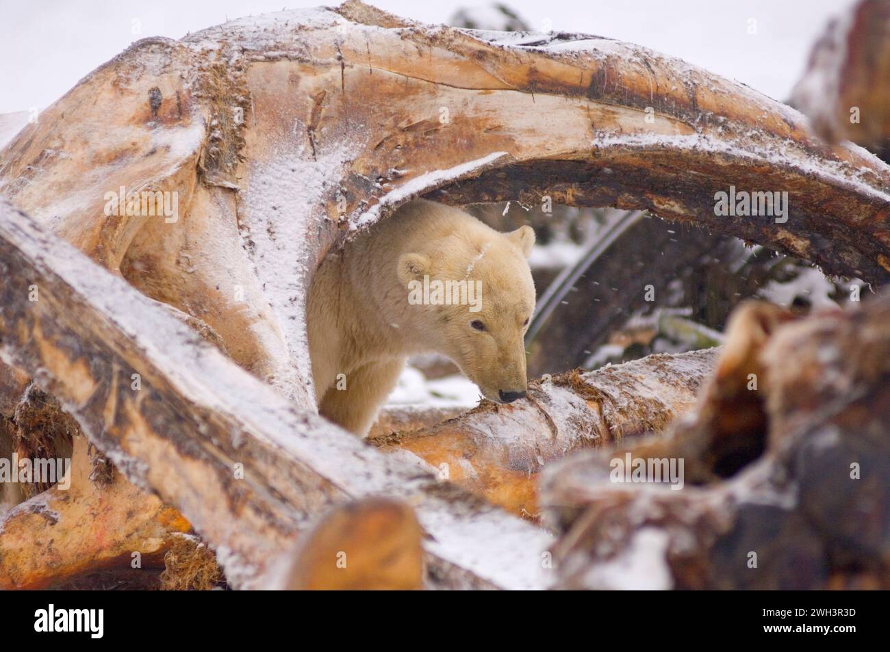 polar bear, Ursus maritimus, adult scavenging on a bowhead whale ...