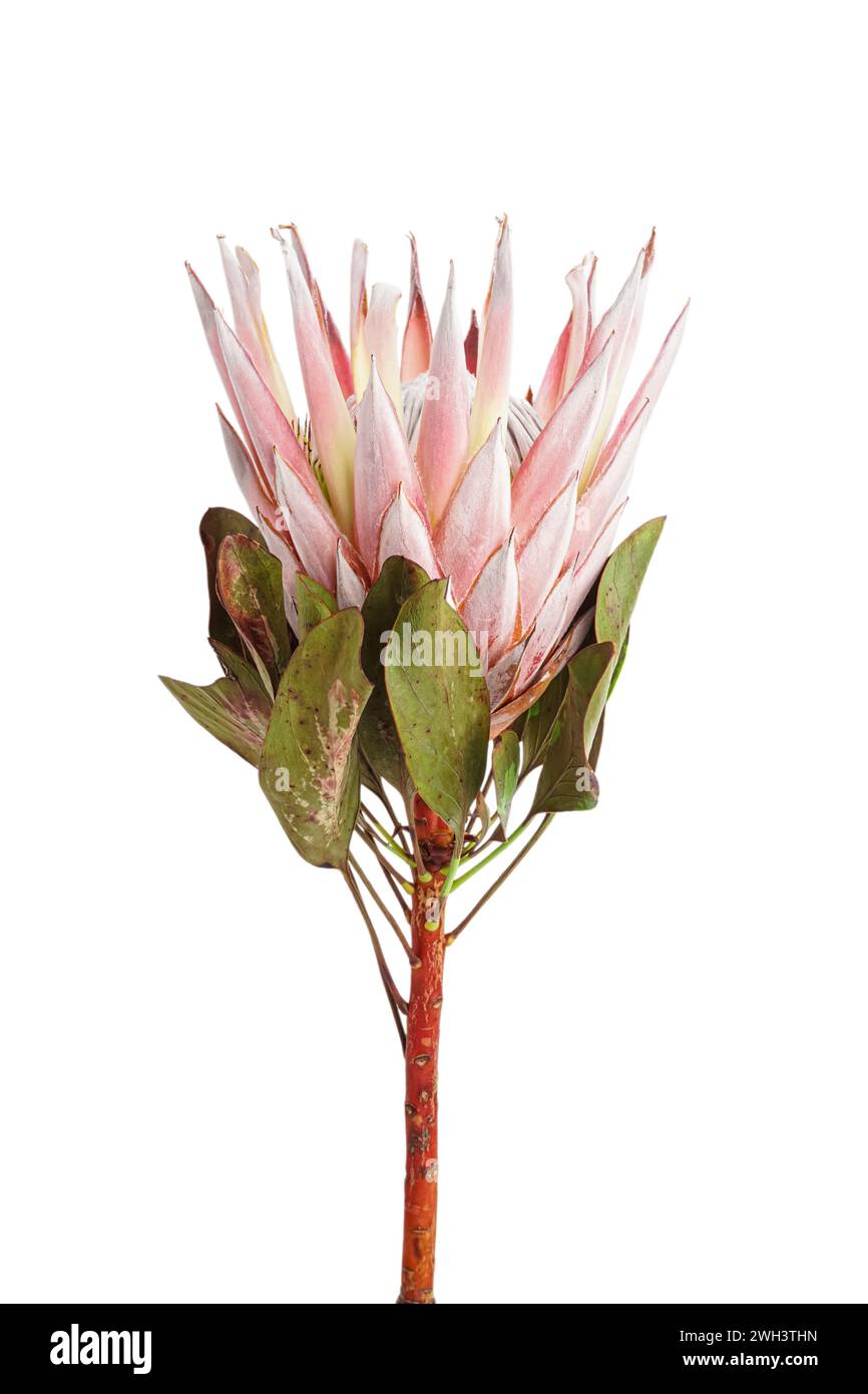Beautiful protea flower on white background Stock Photo - Alamy